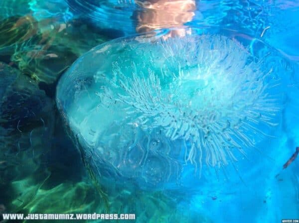 Ice Balloons - Sciencey Fun - Just a Mum's Kitchen