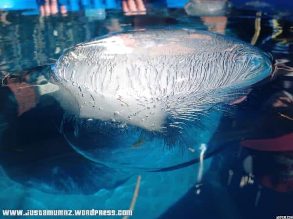 Ice Balloons - Sciencey Fun - Just a Mum's Kitchen